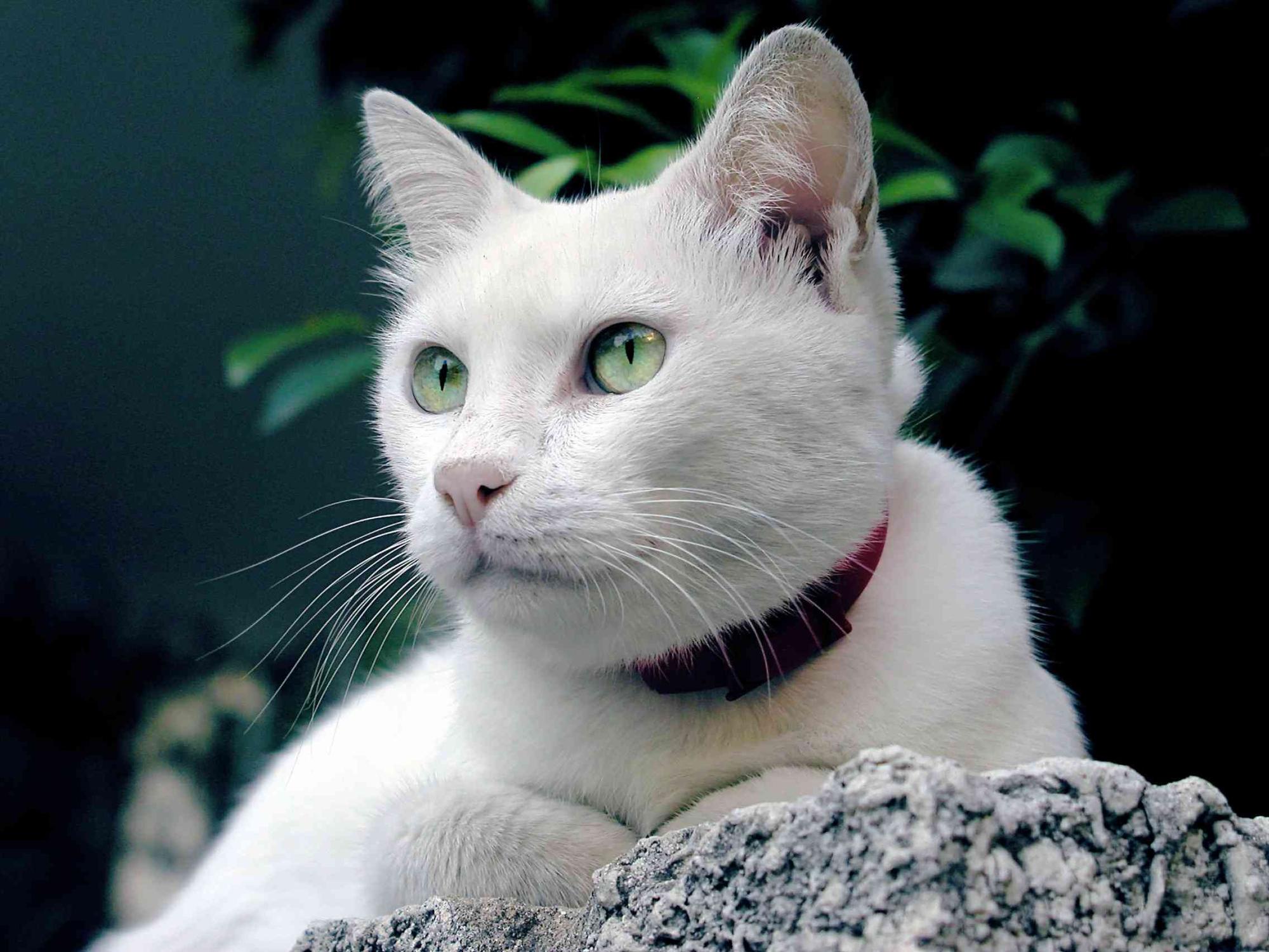 Crematorium – Humane Society Serving Crawford County